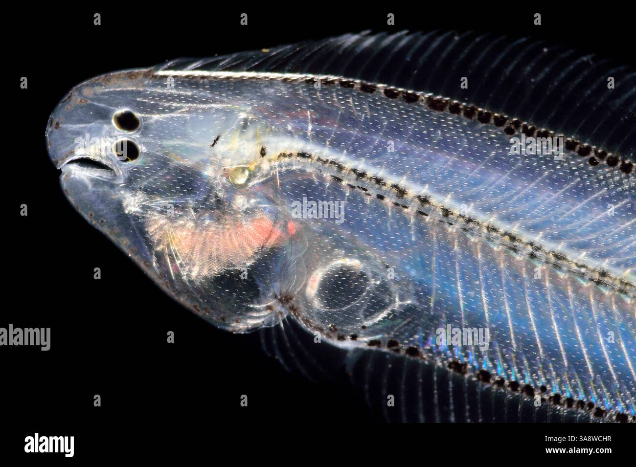 [captive] Flatfish (Soleidae) larva with asymmetric bodie. When the ...