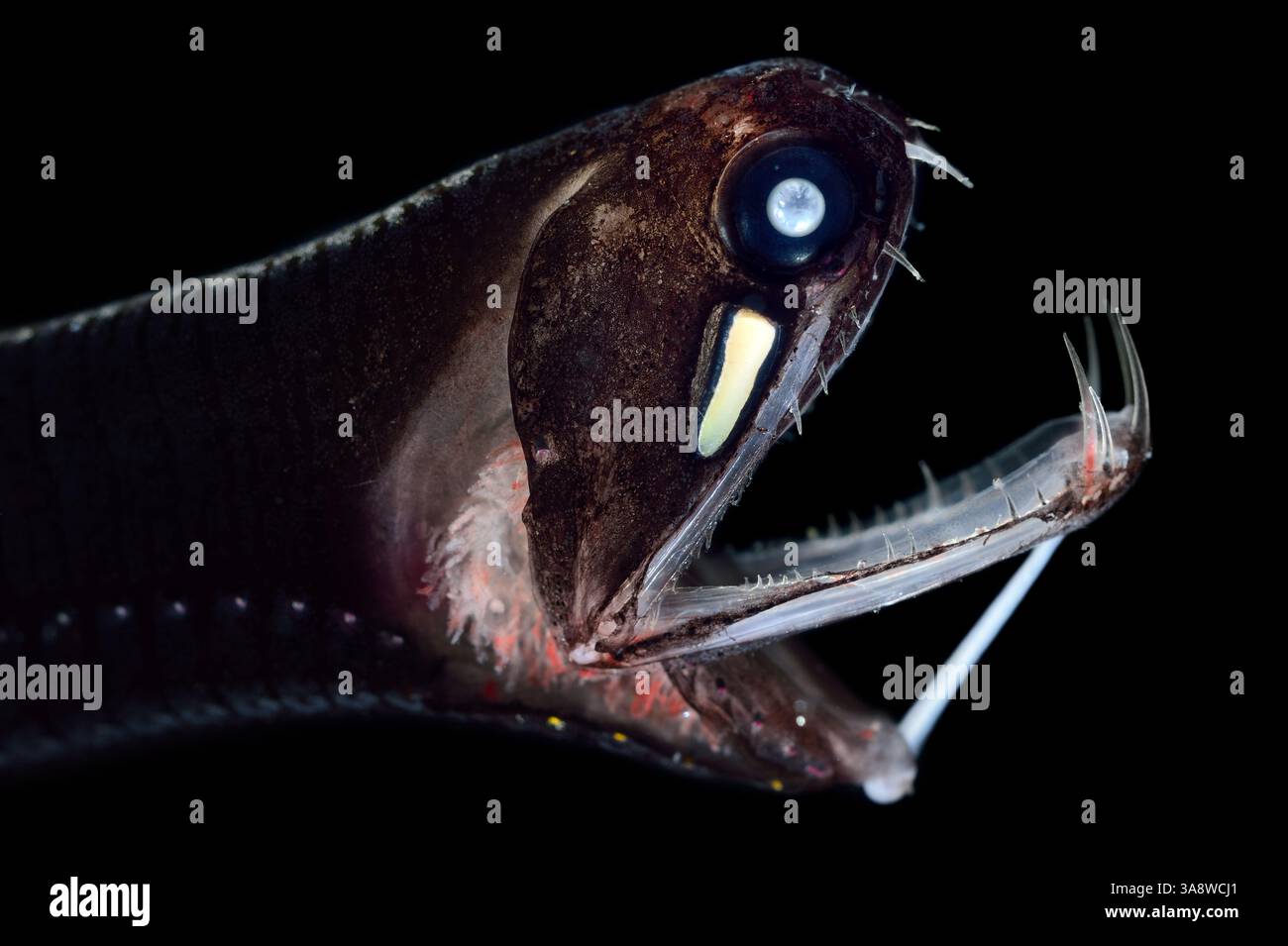 [captive] Loosejaw fish (Malacosteus niger) with a light organ beneath ...