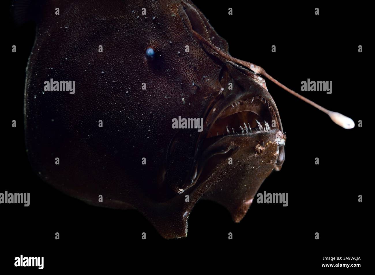 Anglerfish deep sea hi-res stock photography and images - Alamy