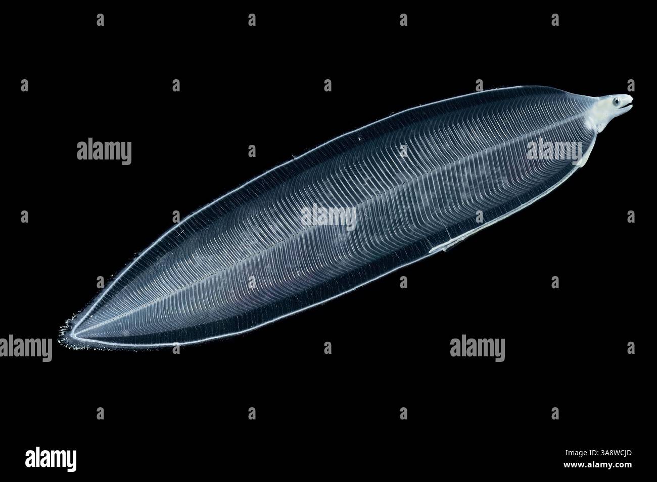 [captive] Leptocephalus larva. Larval stage of an eel. deep sea ...