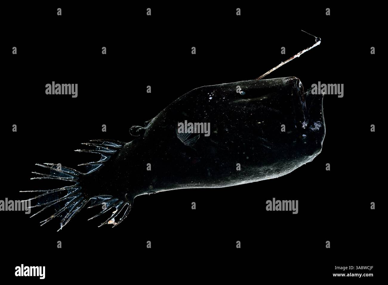 Anglerfish deep sea hi-res stock photography and images - Alamy