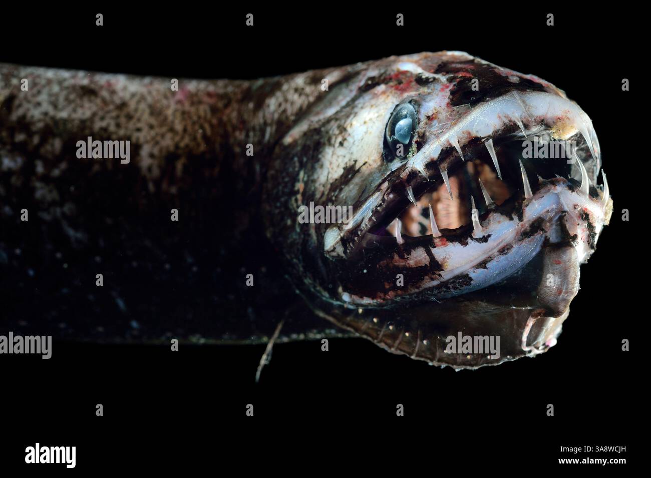 [captive] Scaly dragonfish or boa dragonfish (Stomias boa), deep sea ...