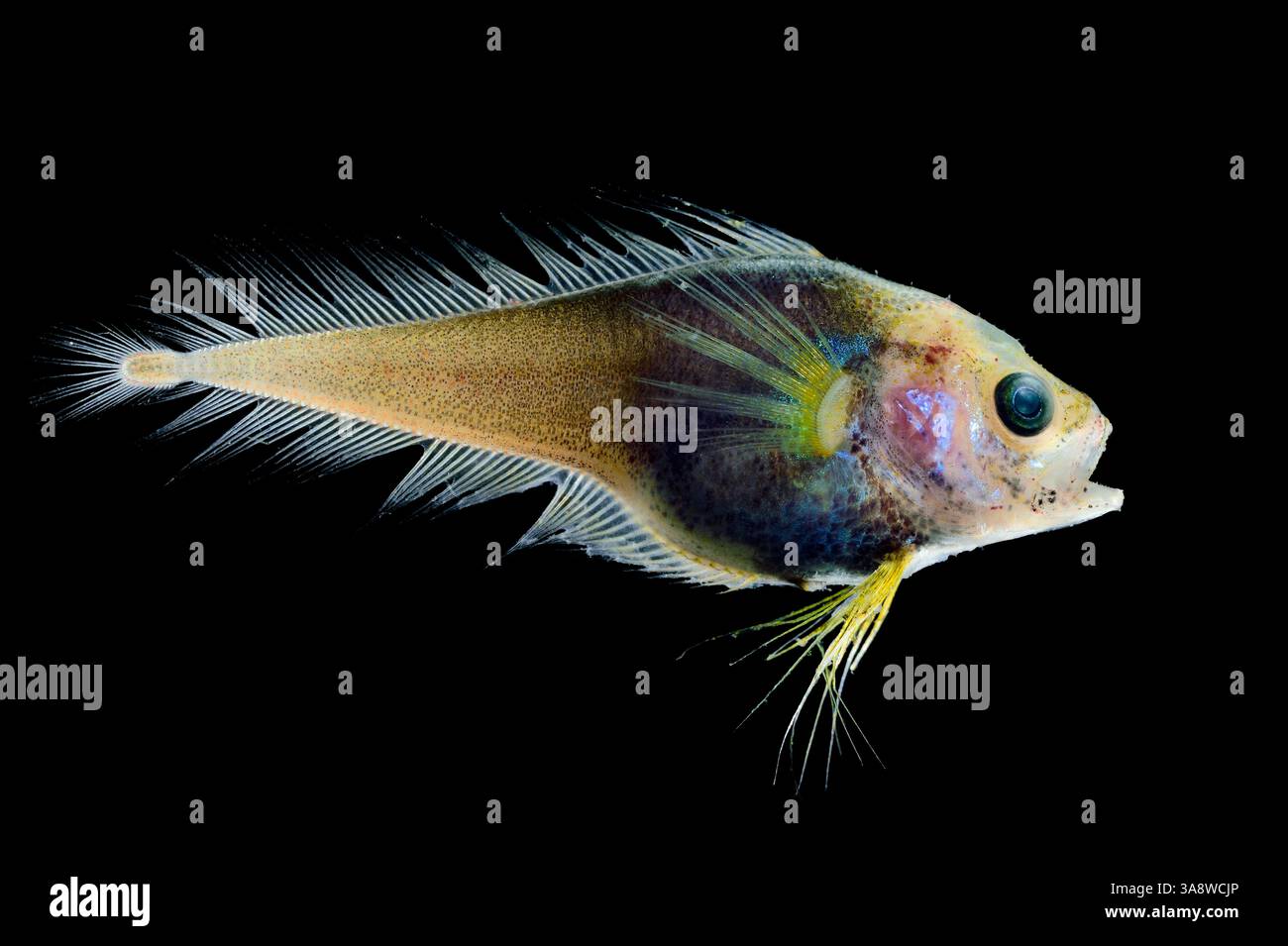 [captive] Deep sea Fish (Moridae sp.) Atlantic Ocean, close to Cape ...