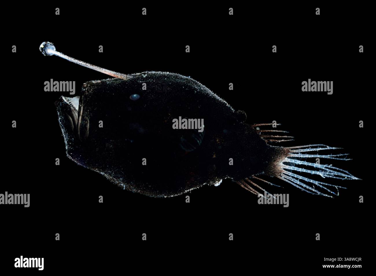 Anglerfish deep sea hi-res stock photography and images - Alamy