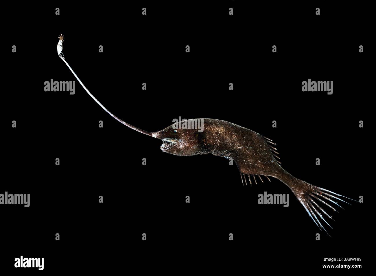 Anglerfish deep sea hi-res stock photography and images - Alamy
