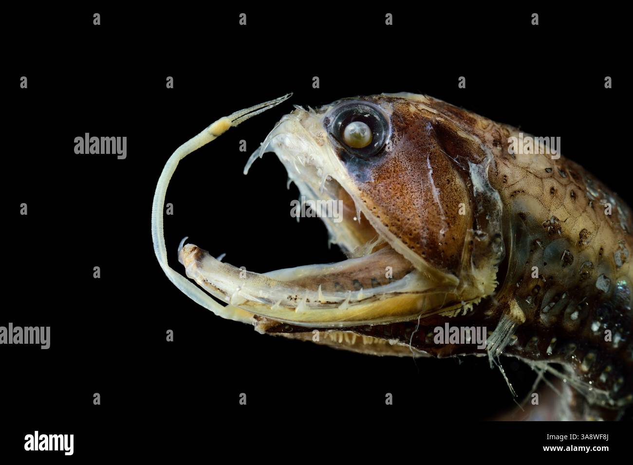 Scaly dragonfish or boa dragonfish (Stomias boa boa); Marine ...