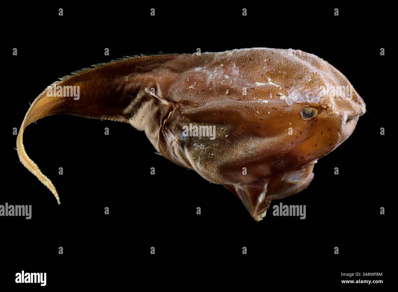Deep sea plankton arctic hi-res stock photography and images - Alamy