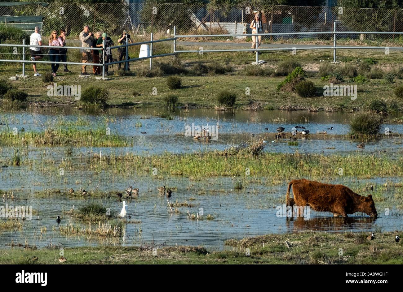 Bird watchers photographing the various wading birds and cattle in the ...