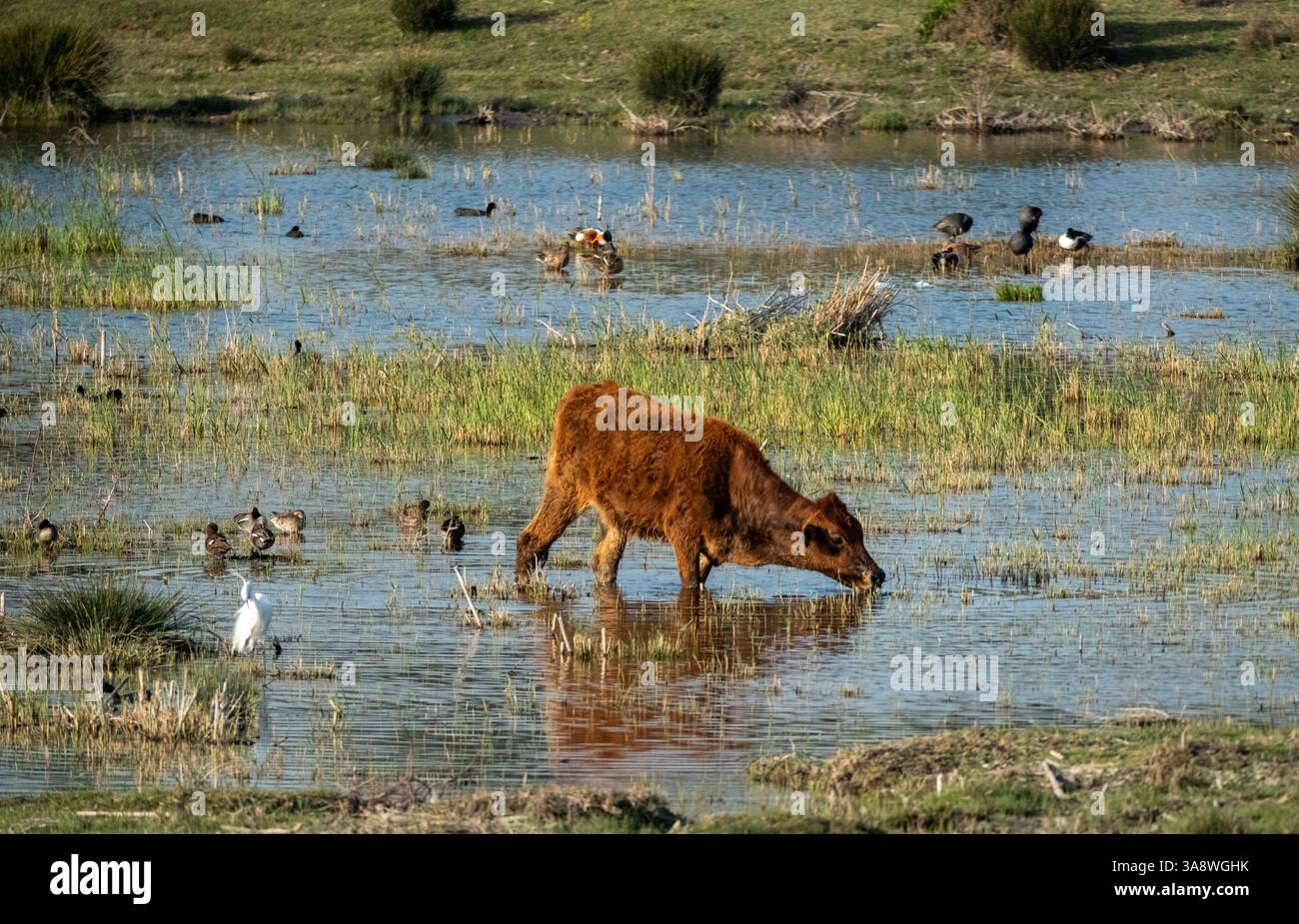 Various wading birds and cattle enjoy the wetland habitat at Akrotiri ...