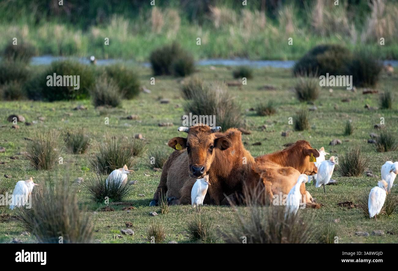 A cow and its calf surrounded by Cattle Egret (Bubulcus ibis) Akrotiri ...