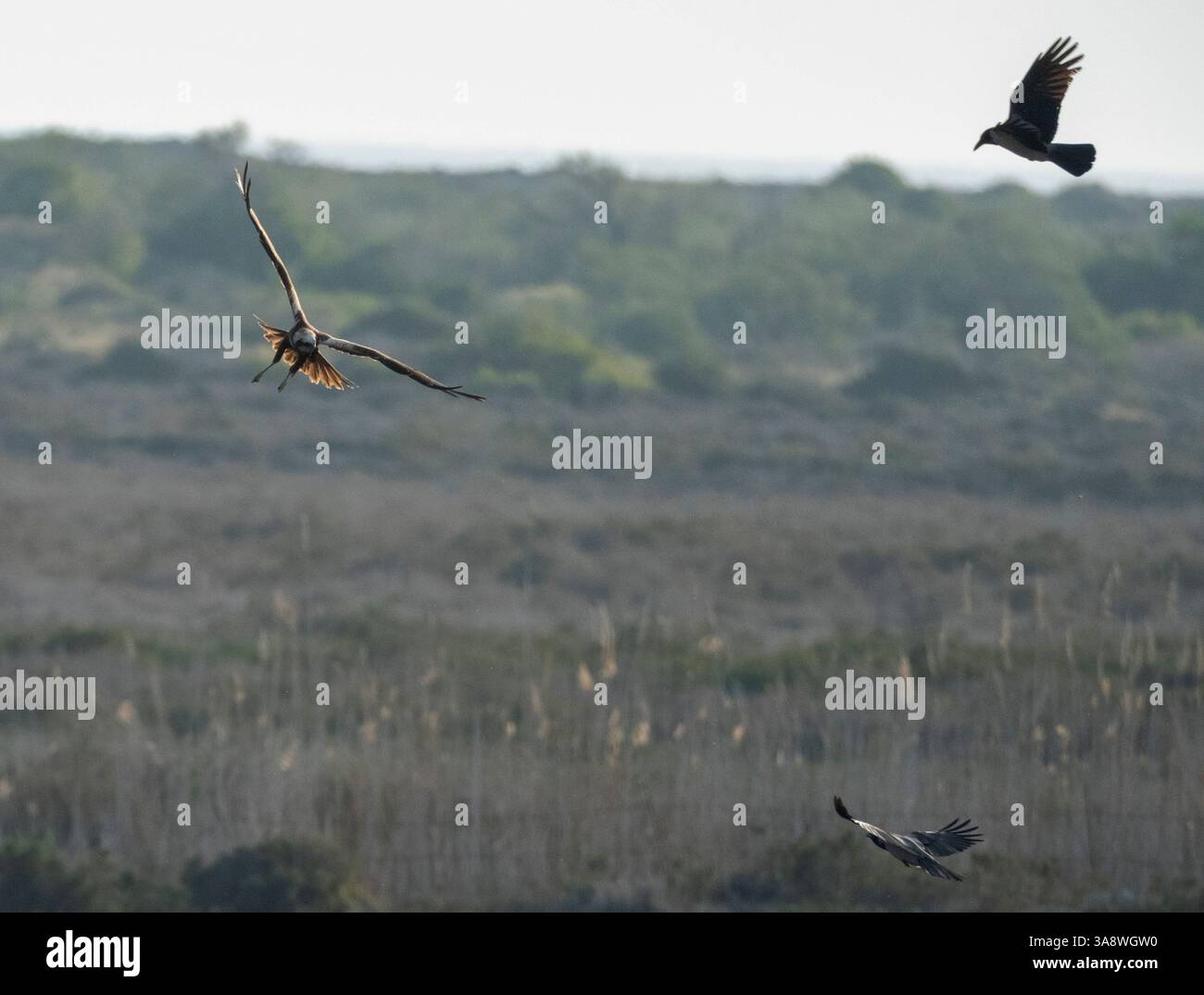 Marsh Harrier (Circusae aeruginosus) being mobbed by Hooded crows ...