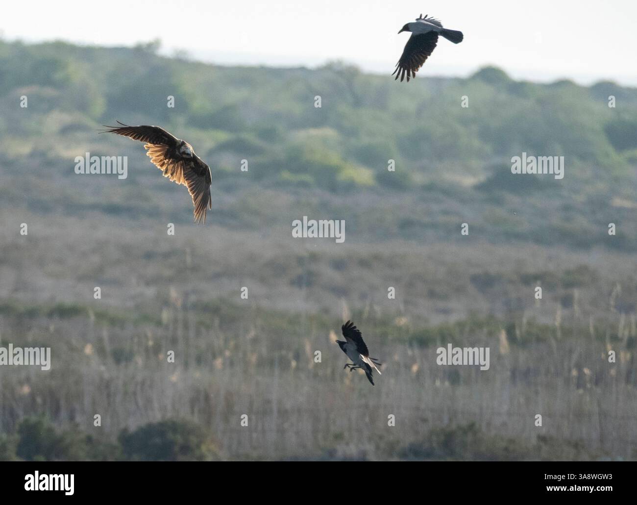Marsh Harrier (Circusae aeruginosus) being mobbed by Hooded crows ...