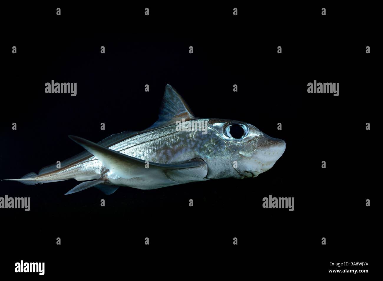 Ratfish / Ghost shark (Chimaera monstrosa) in fjord, Trondheimsfjord ...