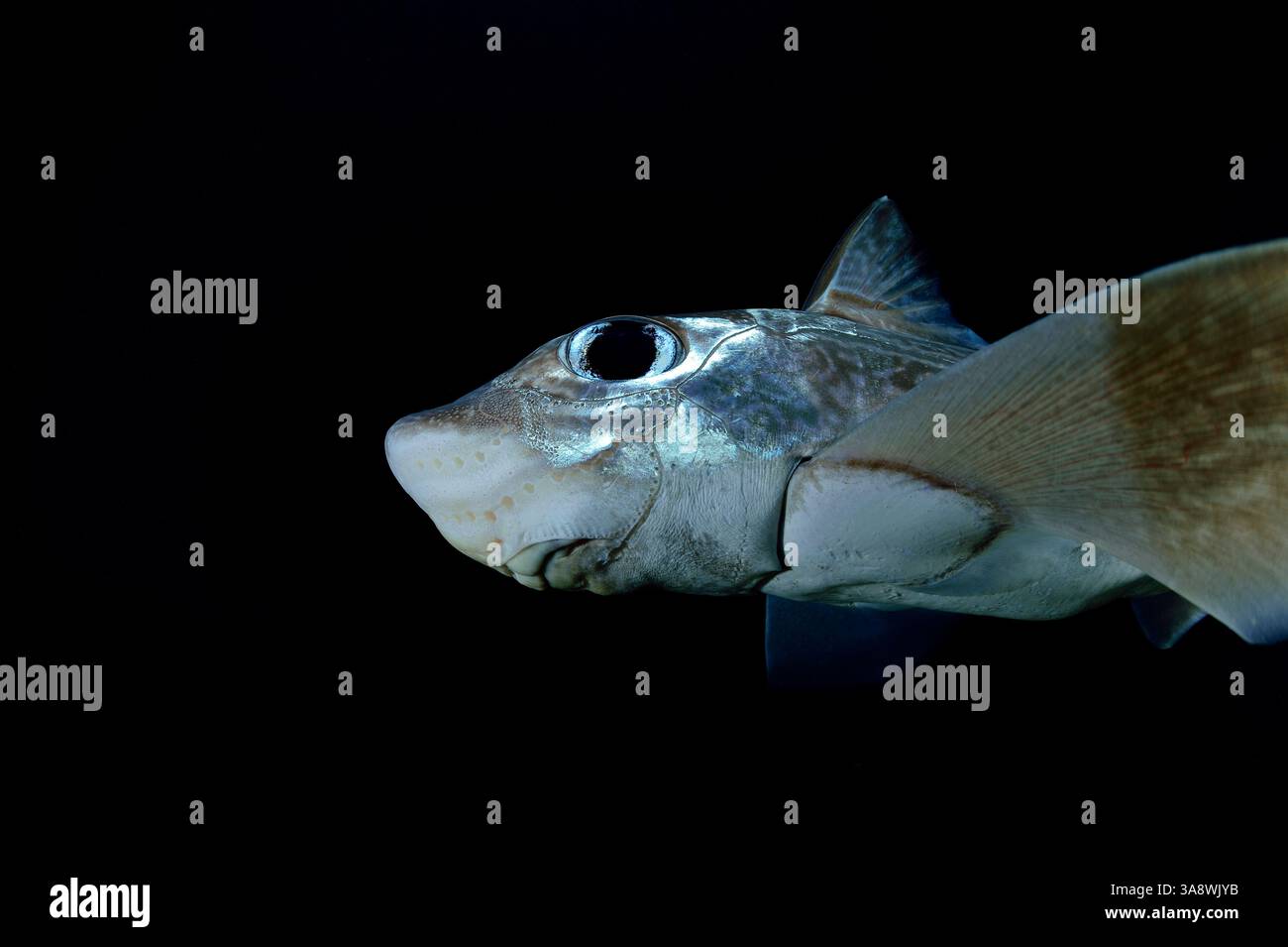 Close up of Ratfish / Ghost shark (Chimaera monstrosa) Chimäre ...