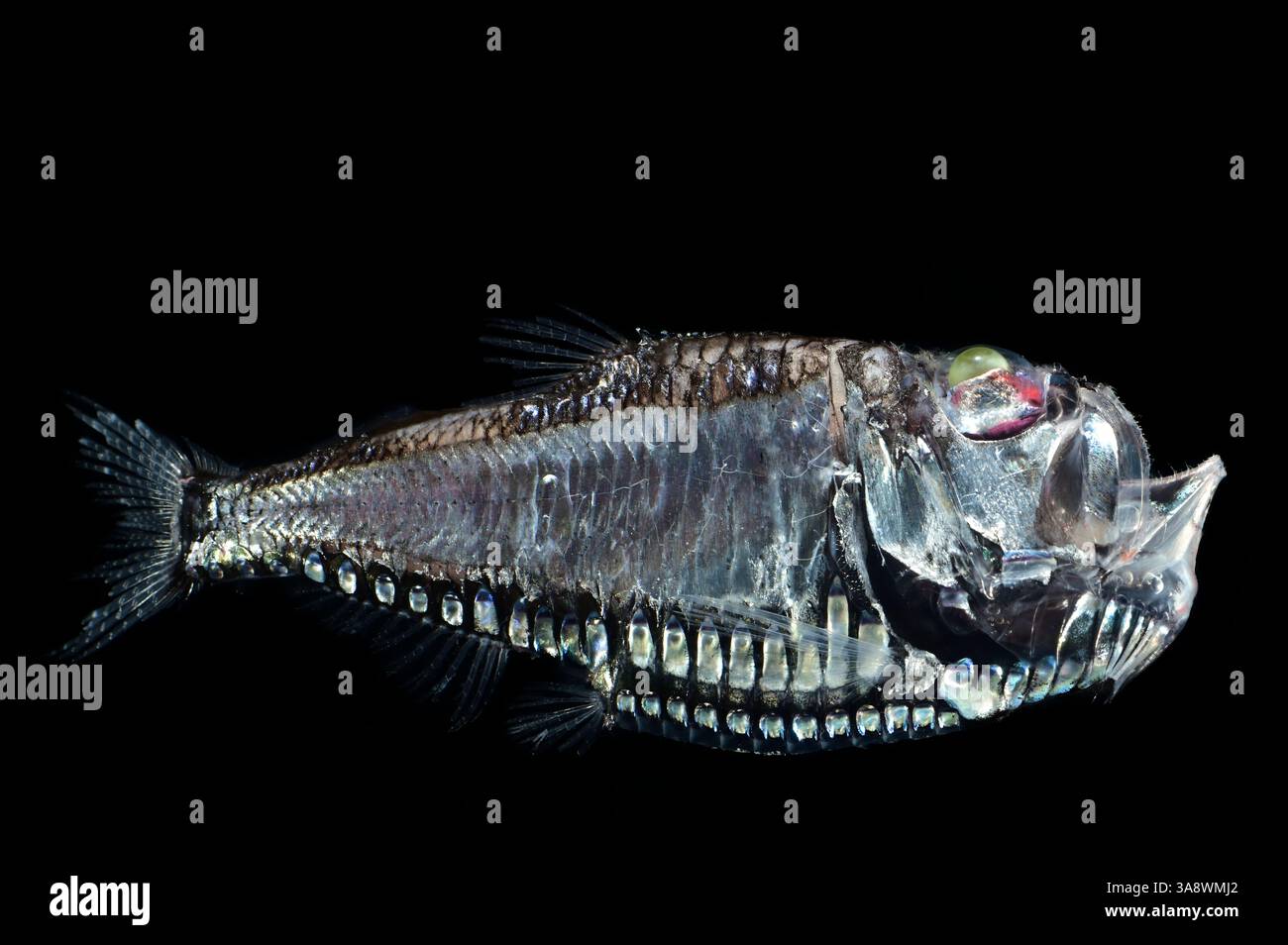 [captive] Argyropelecus affinis, known commonly as the Pacific ...