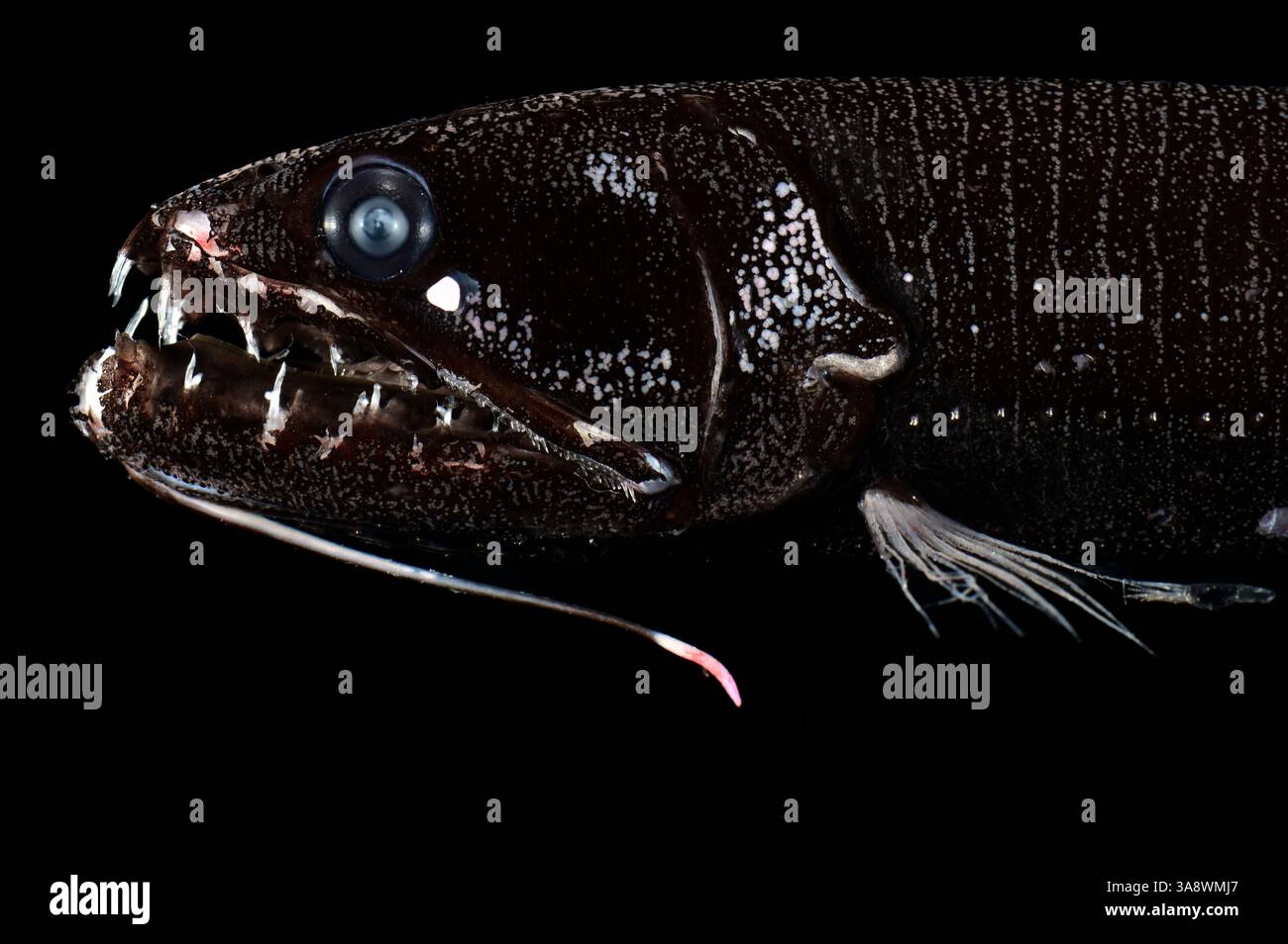 [captive] Barbeled dragonfish (Astronesthes caulophorus) features a ...