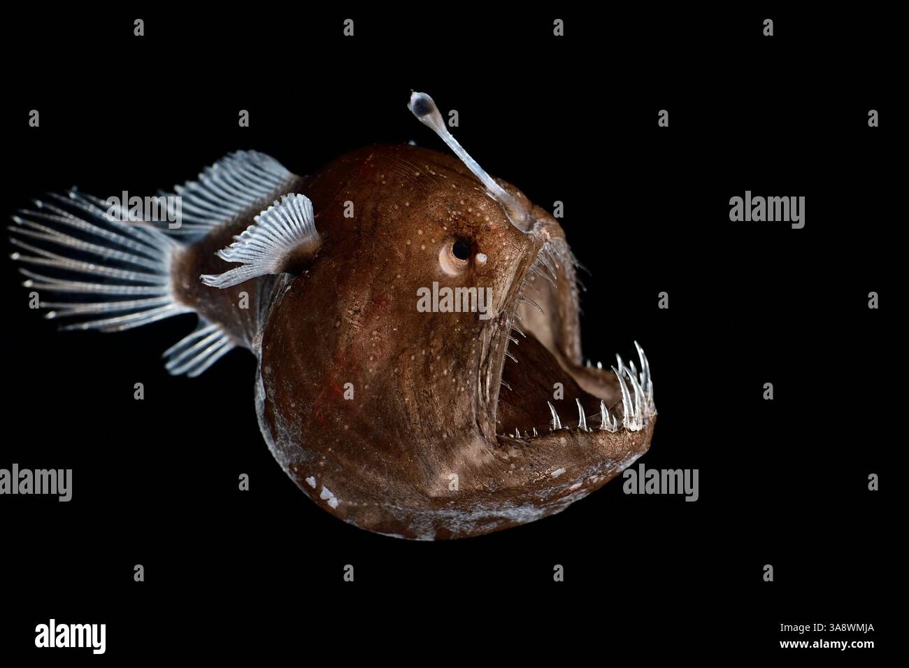 Anglerfish deep sea hi-res stock photography and images - Alamy