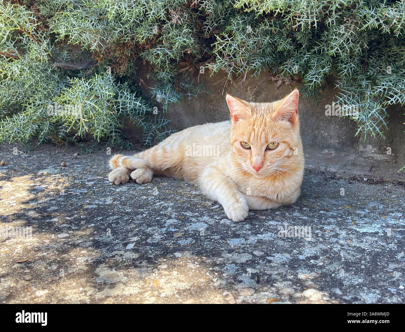 Orange tabby cat lying Stock Photo - Alamy