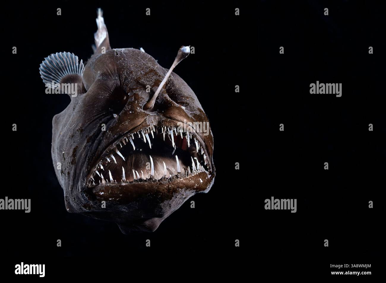 Anglerfish deep sea hi-res stock photography and images - Alamy