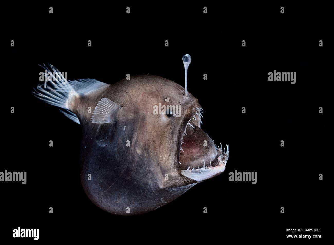 Anglerfish deep sea hi-res stock photography and images - Alamy