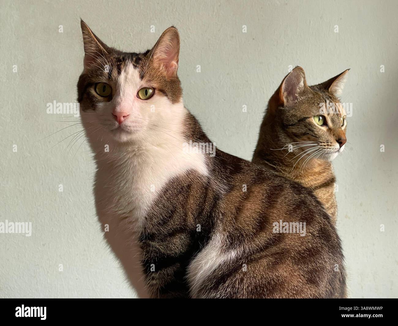 Beautiful lovely adorable couple hi-res stock photography and images ...