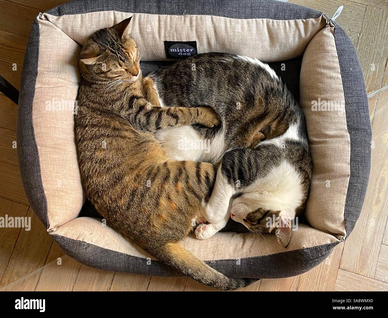 Two cats lying together sharing the bed Stock Photo - Alamy