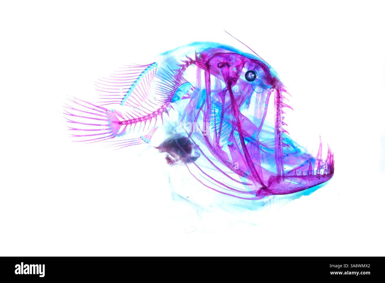 Anglerfish deep sea hi-res stock photography and images - Alamy