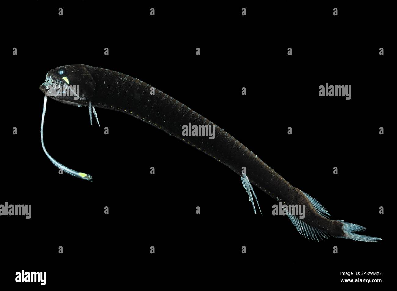 Scaleless black dragonfish (Melanostomias biseriatus) Scaleless black ...