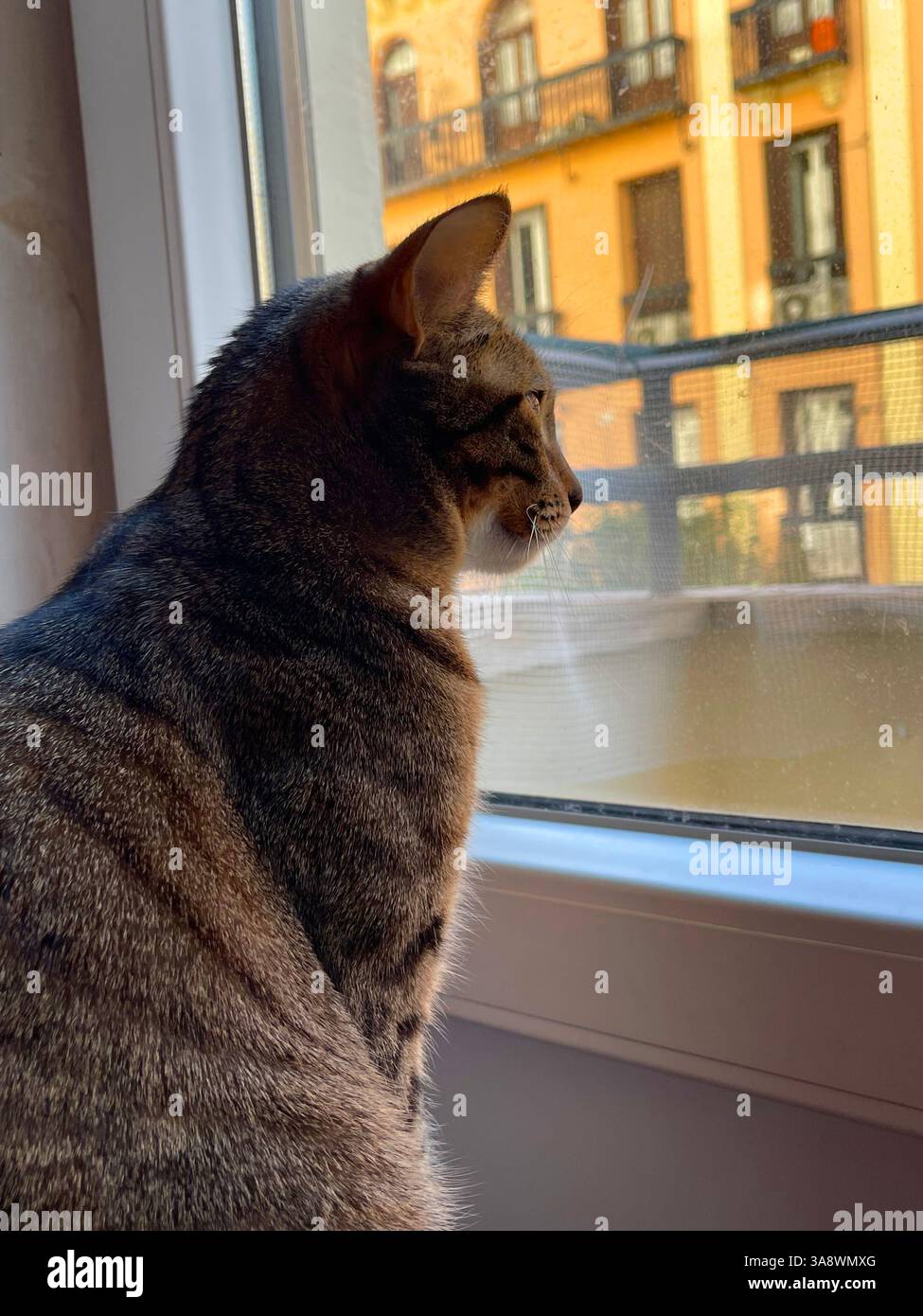 Gato mirando por la ventana hi-res stock photography and images - Alamy