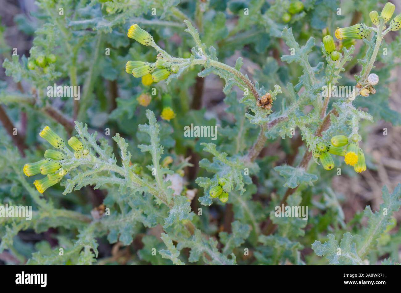 Spring senecio hi-res stock photography and images - Alamy
