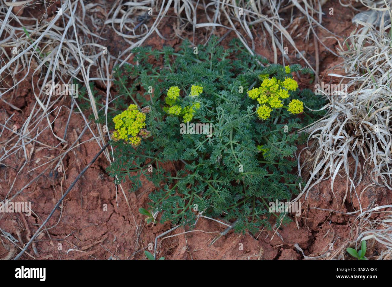 Desert biscuitroot hi-res stock photography and images - Alamy
