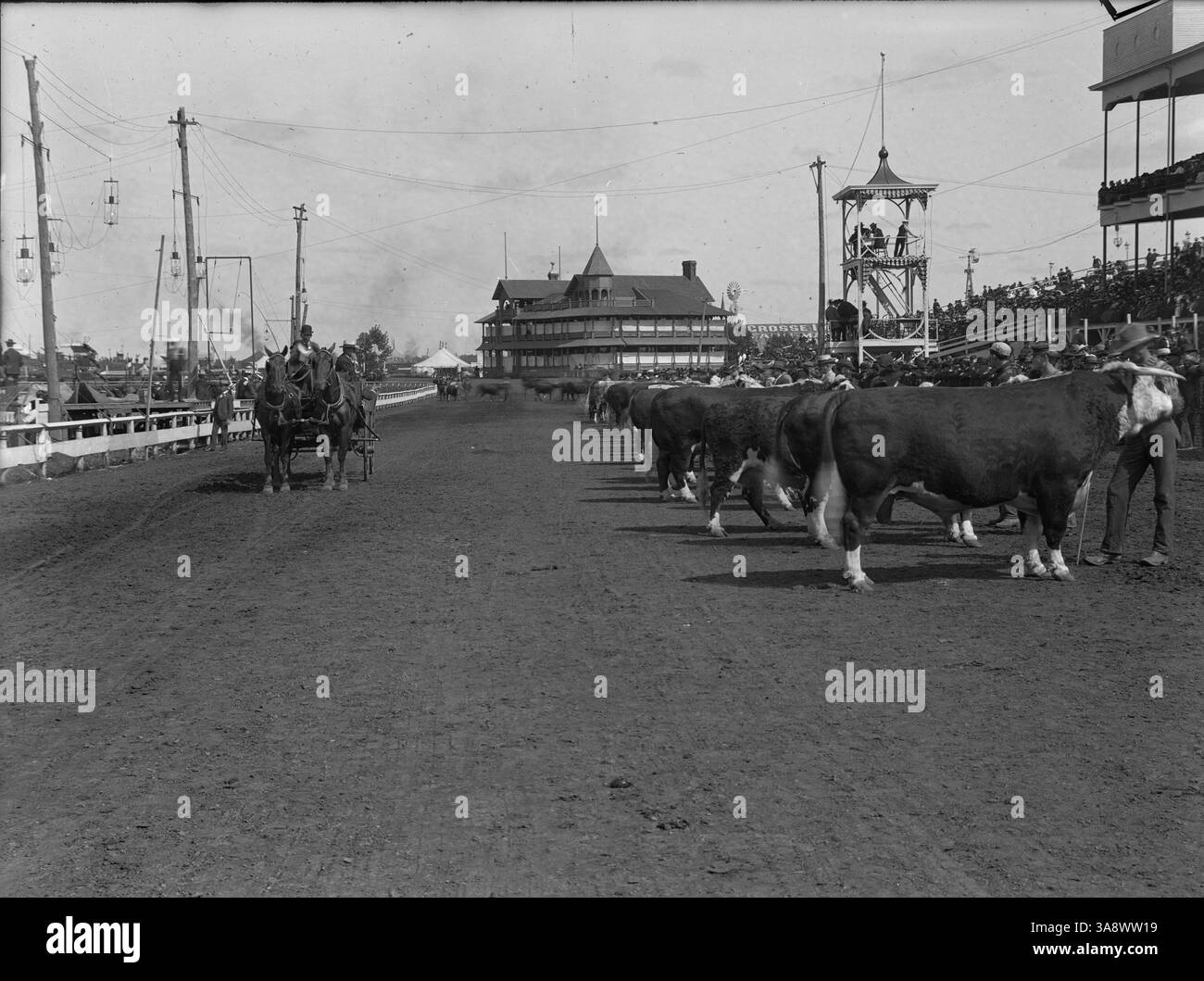 The image depicts cattle lined up for judging at the Minnesota State ...