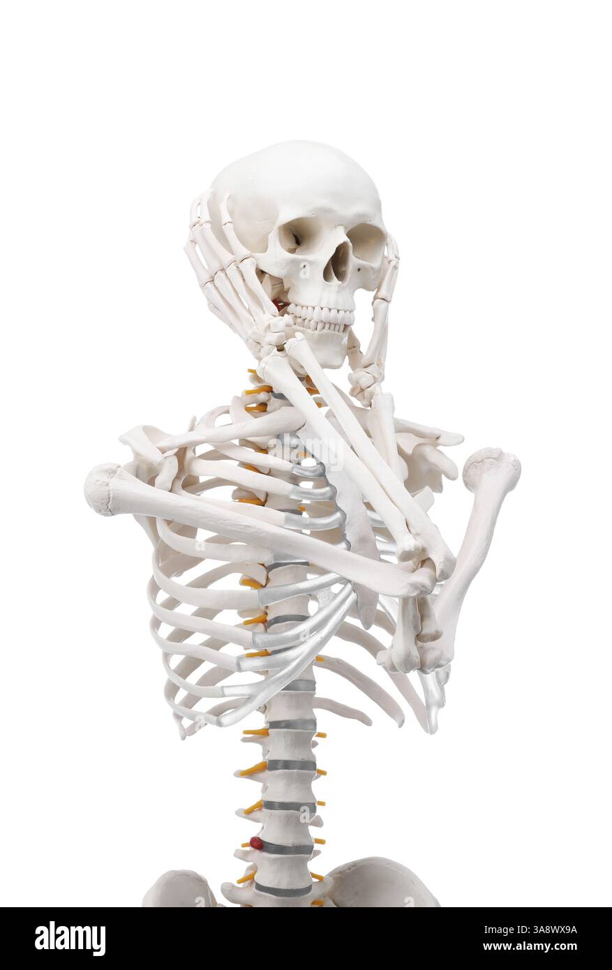 Artificial human skeleton model isolated on white Stock Photo - Alamy
