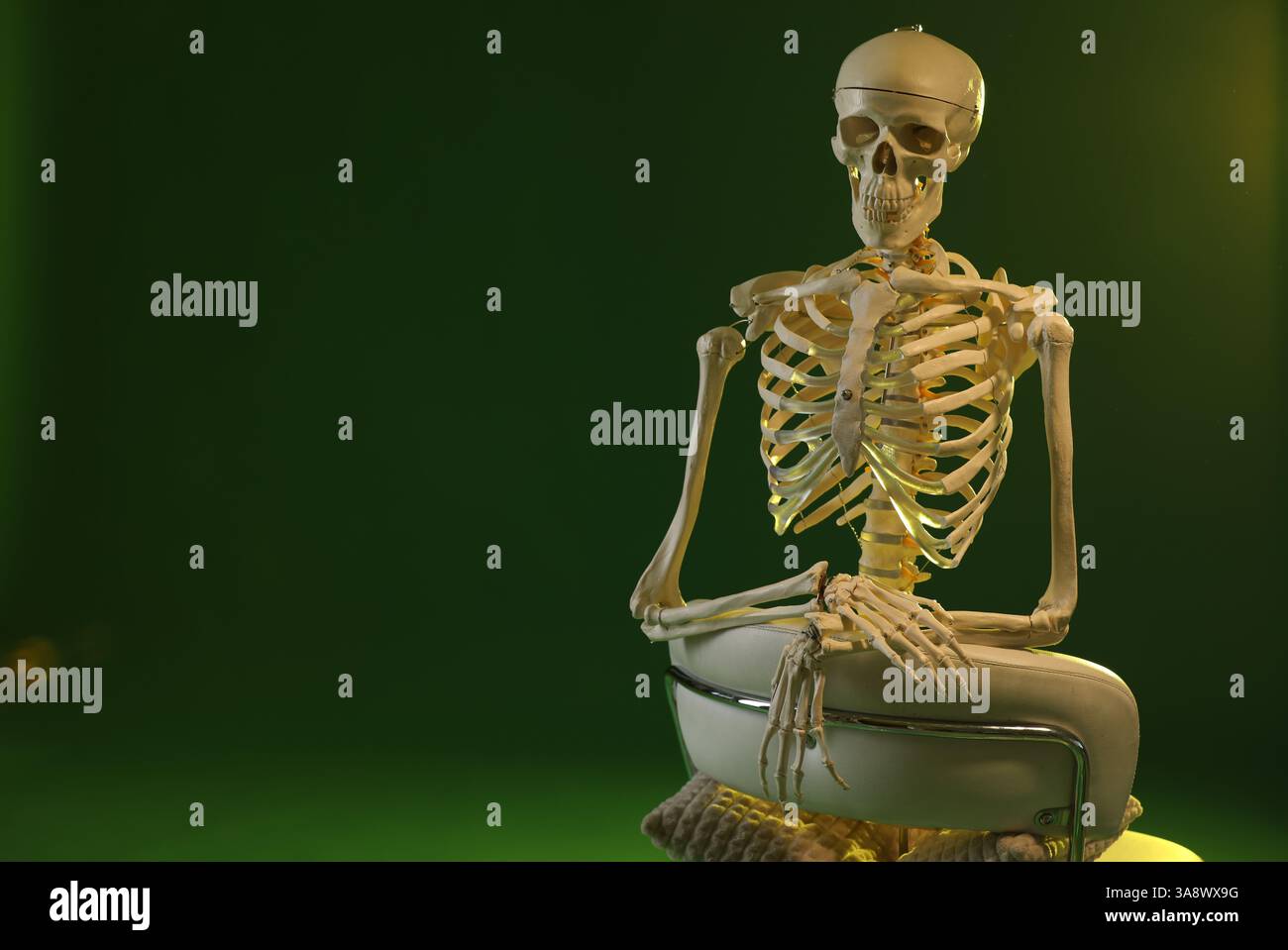 Artificial human skeleton model sitting and chair on green background ...