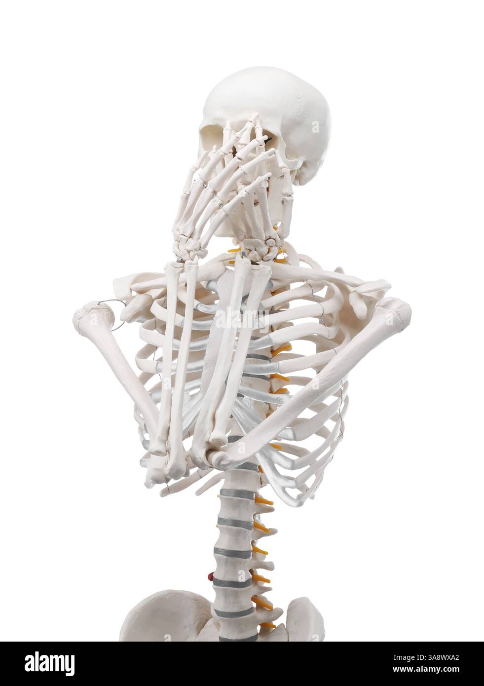 Artificial human skeleton model isolated on white Stock Photo - Alamy