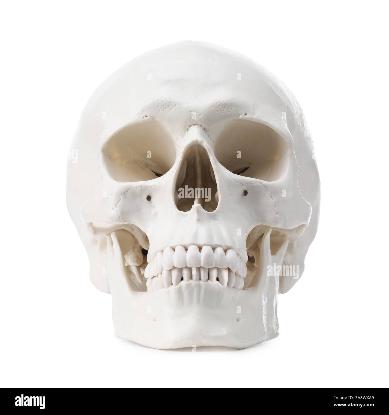 Artificial human skull model isolated on white Stock Photo - Alamy