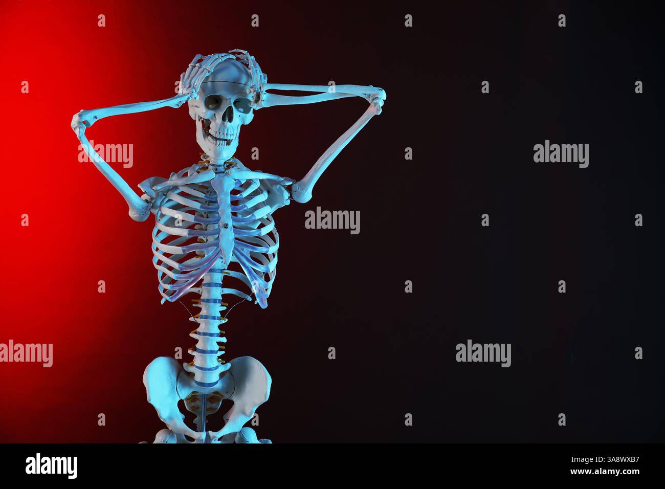 Artificial human skeleton model on dark background in neon lights ...