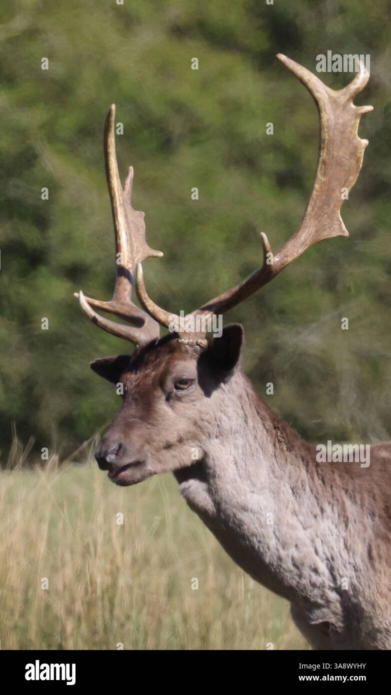 Deer at Dagnam Park The Manor Harold Hill Romford Essex on 29th March ...
