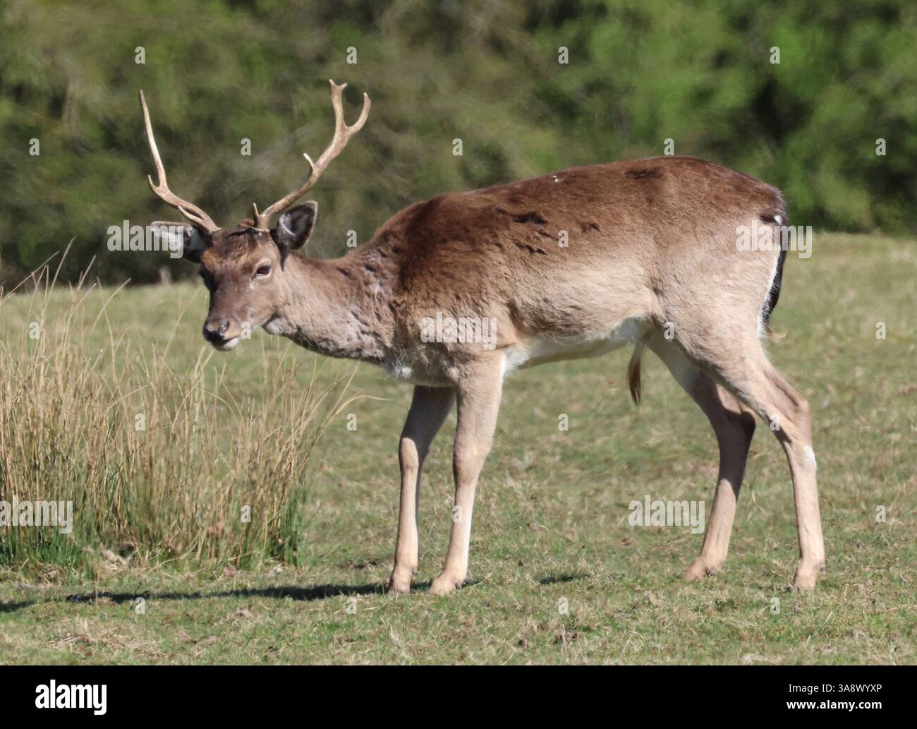 Deer at Dagnam Park The Manor Harold Hill Romford Essex on 29th March ...
