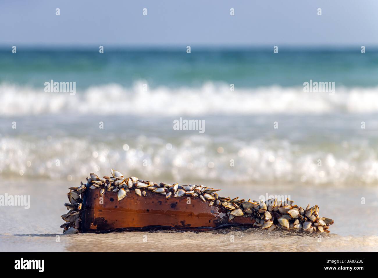 Colony of the pelagic gooseneck barnacle - Lepas anatifera, stuck to a ...