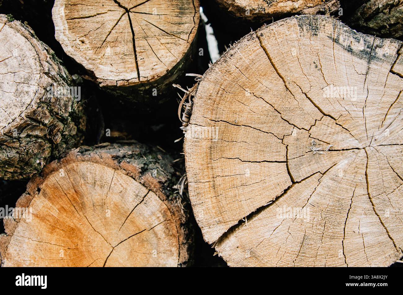 Stacked logs cut for firewood Stock Photo - Alamy
