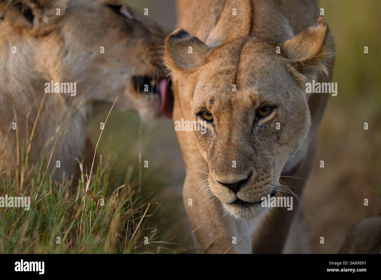Lioness form the Rongai Lion Pride in the grassland of Masai Mara, Kenya Stock Photo - Alamy