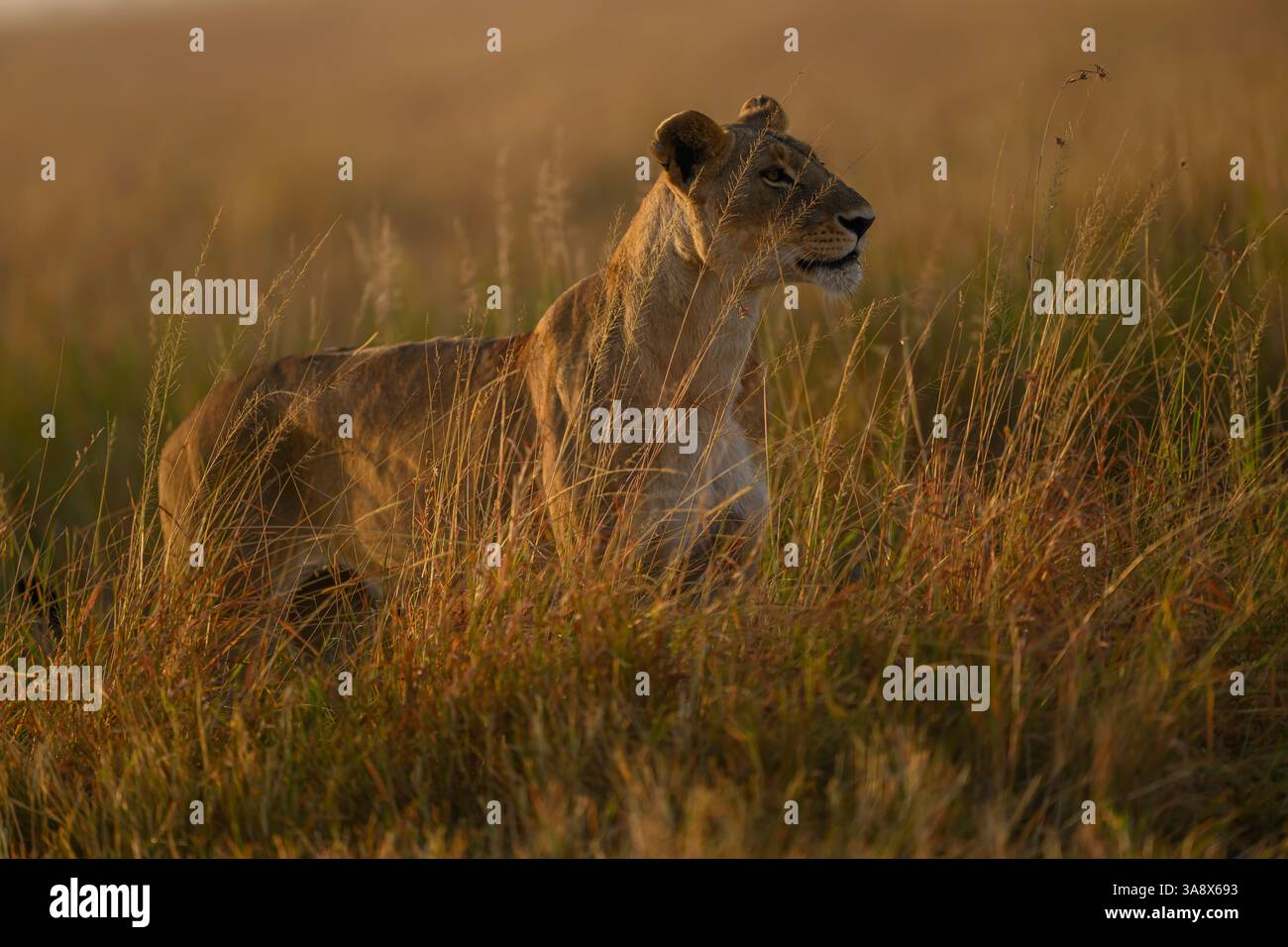 Lioness form the Rongai Lion Pride in the grassland of Masai Mara, Kenya Stock Photo - Alamy