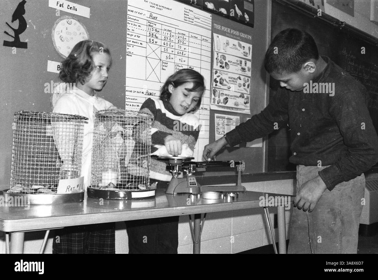 In 1964, students were photographed using laboratory animals in ...