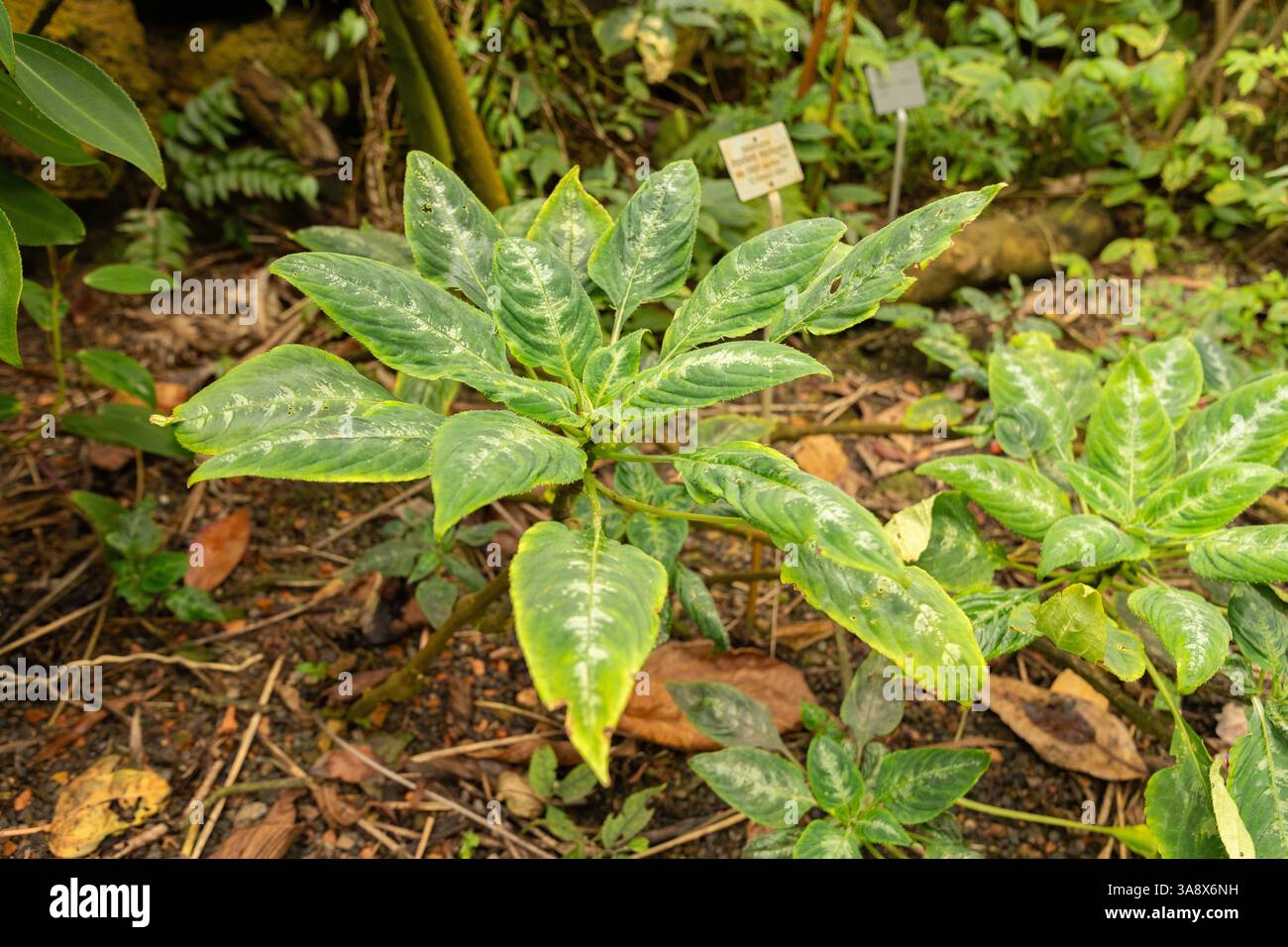 Zurich, Switzerland, March 30, 2024 Impatiens Mackeyana plant at the ...