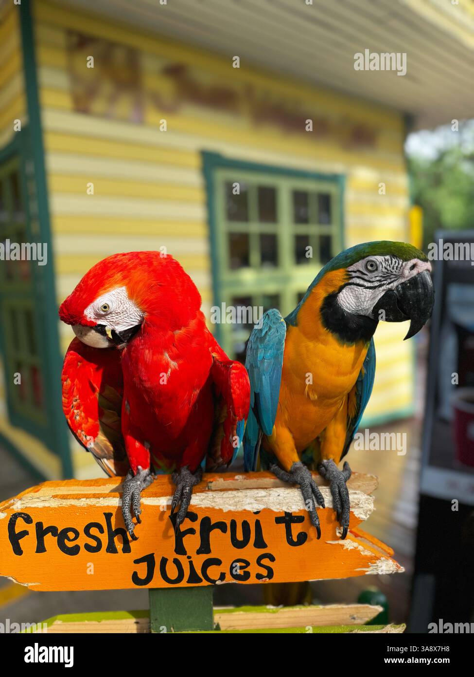 Parrotduo hi-res stock photography and images - Alamy