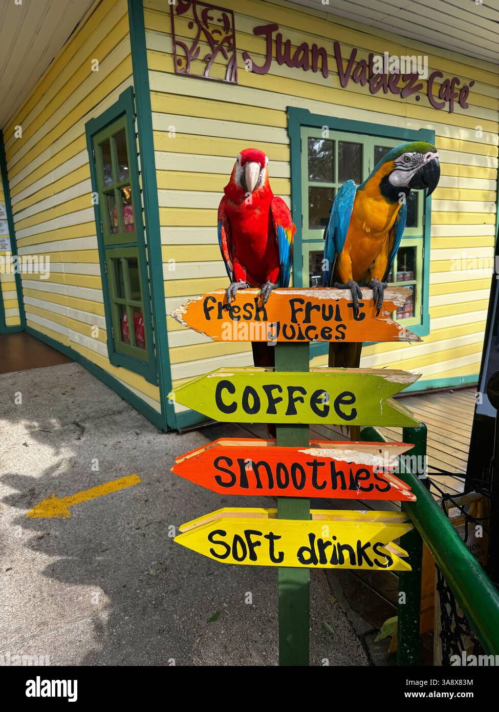 Holland, Aruba 11.22.2023 Two vibrant parrots perched on a colorful ...