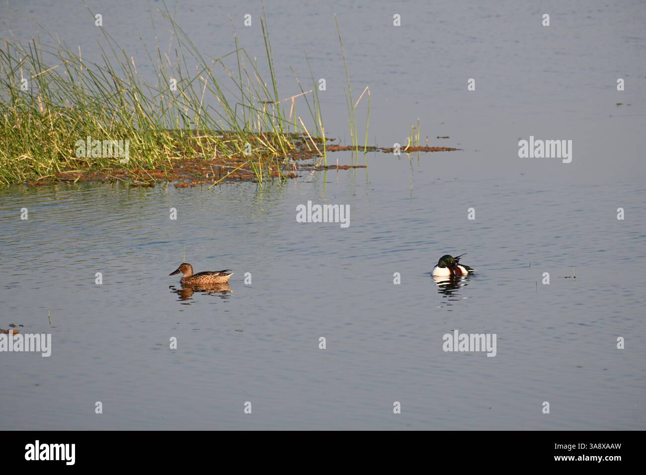 A male and female northern shoveler ducks are seen leisurely swimming ...