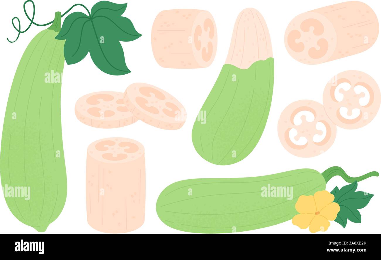 Loofah plant Stock Vector Images - Alamy