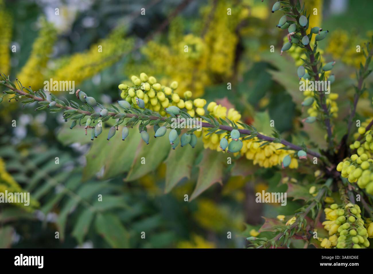 evergreen shrub of Mahonia x media in bloom Stock Photo - Alamy
